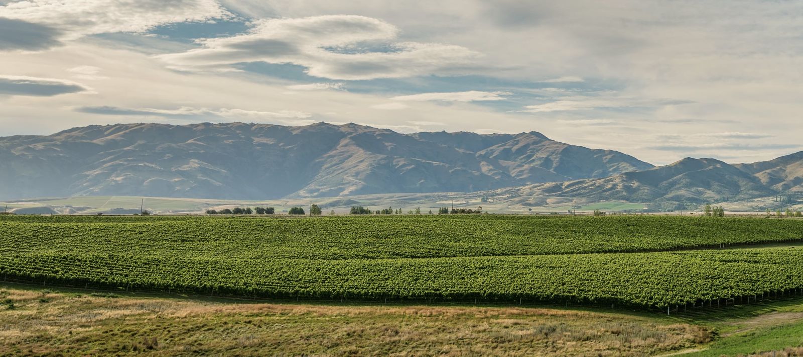 Our story – McArthur Ridge Wine