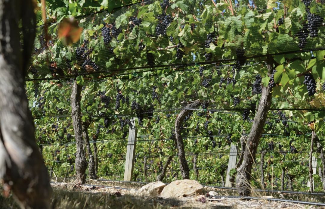 Vineyard – McArthur Ridge Wine